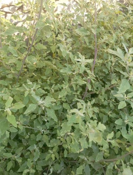 民间丰胸最快的土方子_真的有效吗-第1张图片-山城妙识