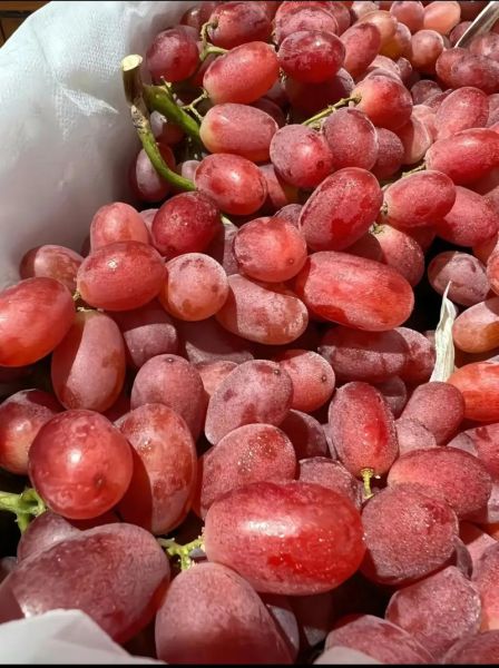 红提子图片怎么拍_红提子品种有哪些-第3张图片-山城妙识
