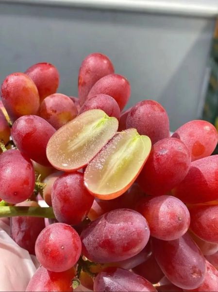 红提子图片怎么拍_红提子品种有哪些-第2张图片-山城妙识