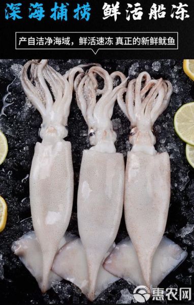 鱿鱼图片_鱿鱼高清照片怎么拍-第1张图片-山城妙识