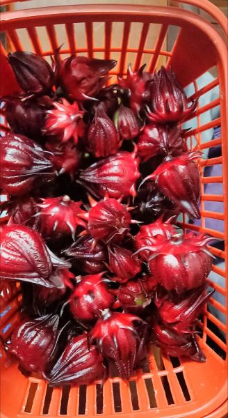 红桃k果多少钱一斤_红桃k果价格行情-第1张图片-山城妙识