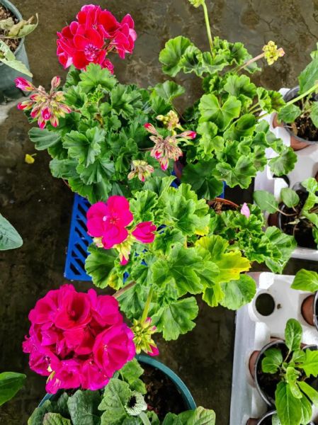 天竺葵有毒吗_天竺葵对猫狗安全吗-第1张图片-山城妙识