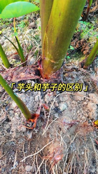 香芋长什么样子_香芋和芋头区别-第1张图片-山城妙识