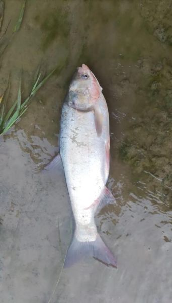 白鲢鱼怎么钓_钓白鲢绝招-第3张图片-山城妙识