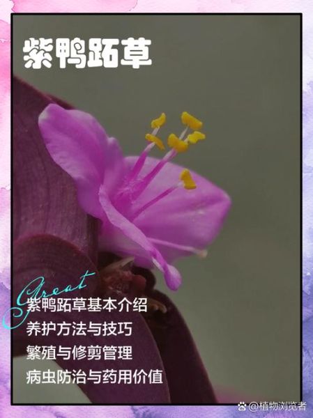 紫鸭跖草怎么养_紫鸭跖草养殖方法-第1张图片-山城妙识