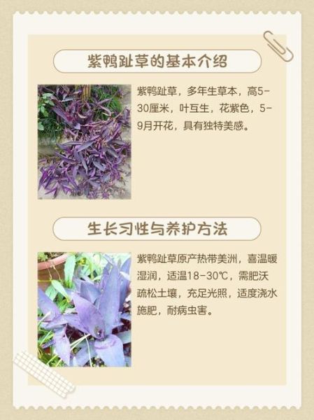 紫鸭跖草怎么养_紫鸭跖草养殖方法-第2张图片-山城妙识