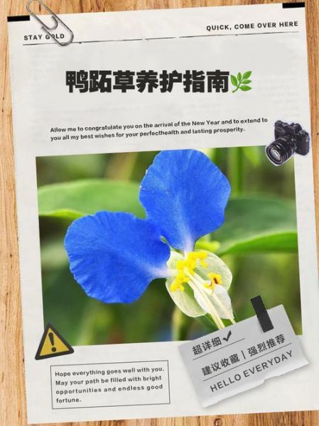 紫鸭跖草怎么养_紫鸭跖草养殖方法-第3张图片-山城妙识