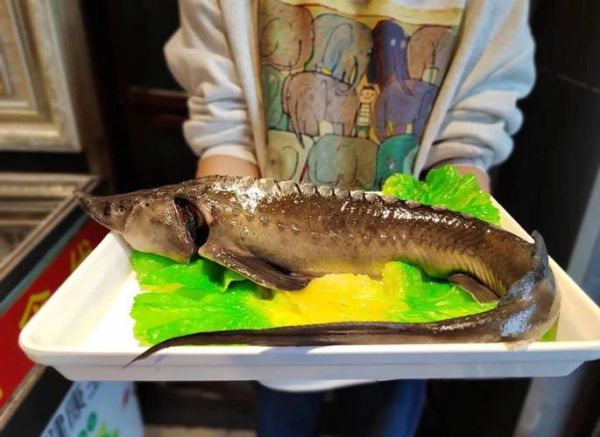 鳇鱼价格多少钱一斤_鳇鱼为什么这么贵-第3张图片-山城妙识