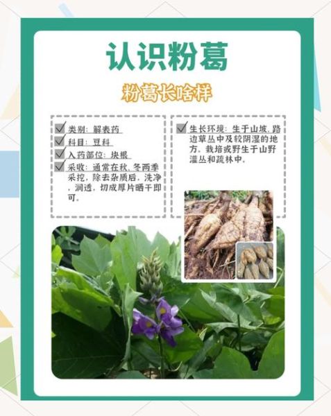 葛根粉有什么疗效_葛根粉怎么吃效果最好-第1张图片-山城妙识 葛根粉有什么疗效_葛根粉怎么吃效果最好-第1张图片-山城妙识