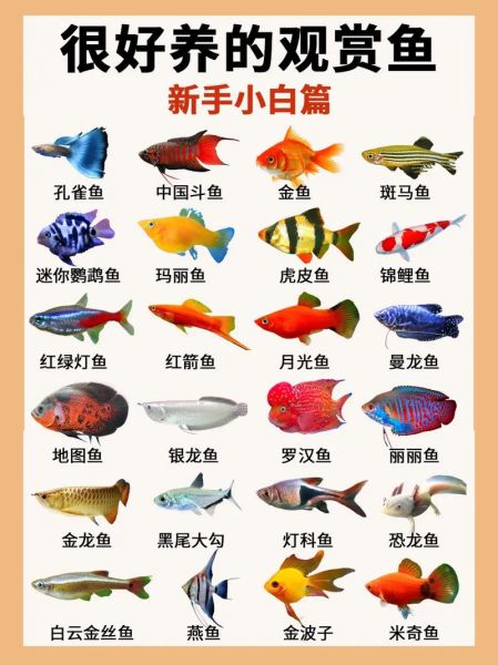 世界十大名贵观赏鱼有哪些_如何挑选-第3张图片-山城妙识