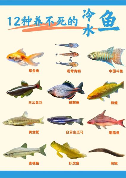 世界十大名贵观赏鱼有哪些_如何挑选-第2张图片-山城妙识