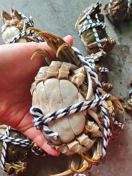 阳澄湖大闸蟹专卖哪家好_正宗阳澄湖大闸蟹怎么挑-第3张图片-山城妙识 阳澄湖大闸蟹专卖哪家好_正宗阳澄湖大闸蟹怎么挑-第3张图片-山城妙识