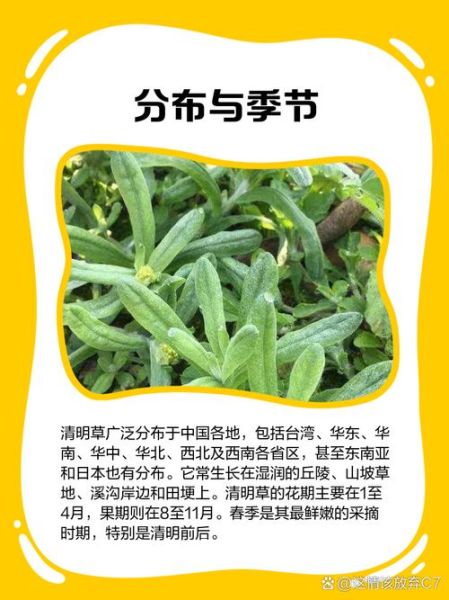 清明草的功效与作用_清明草长什么样-第1张图片-山城妙识