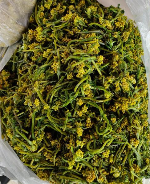 清明草的功效与作用_清明草长什么样-第2张图片-山城妙识