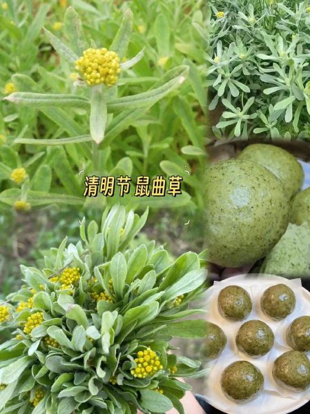 清明草的功效与作用_清明草长什么样-第3张图片-山城妙识