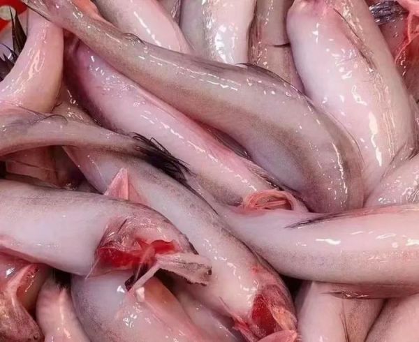 水潺鱼的营养价值_水潺鱼的功效与作用-第3张图片-山城妙识