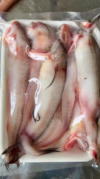 水潺鱼的营养价值_水潺鱼的功效与作用-第1张图片-山城妙识