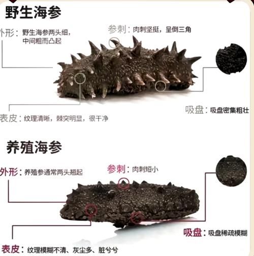 海参的种类有哪些_如何区分刺参与光参-第2张图片-山城妙识