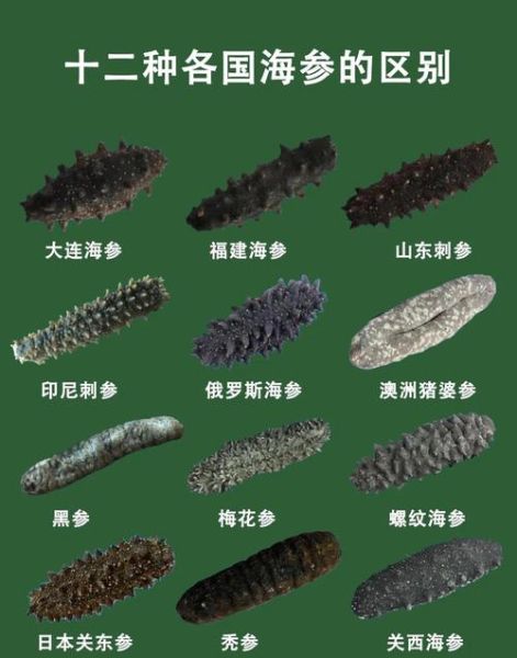 海参的种类有哪些_如何区分刺参与光参-第1张图片-山城妙识
