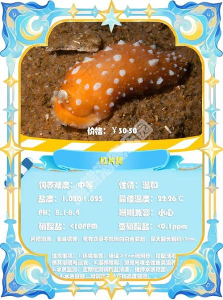 海兔人是什么_海兔人怎么养-第2张图片-山城妙识