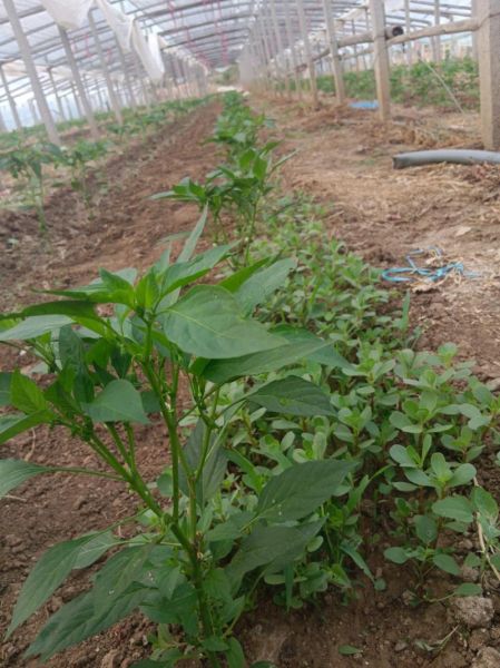 马扎菜的功效与作用_马扎菜怎么吃最好-第3张图片-山城妙识