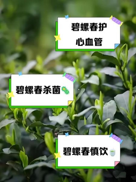 男人喝碧螺春有什么好处_碧螺春对男性健康的作用-第3张图片-山城妙识