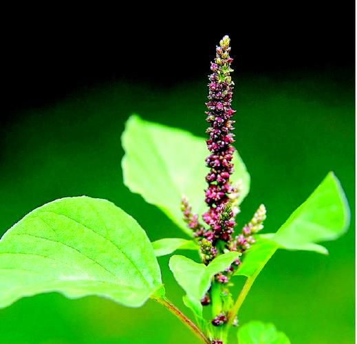 苋菜是什么菜_苋菜长什么样-第1张图片-山城妙识