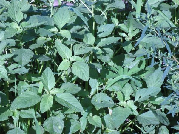 苋菜是什么菜_苋菜长什么样-第2张图片-山城妙识