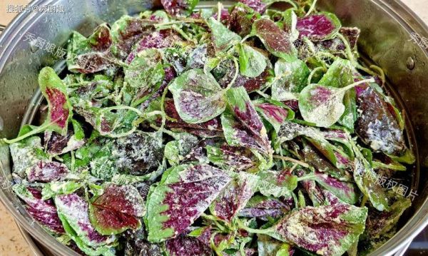 苋菜是什么菜_苋菜长什么样-第3张图片-山城妙识