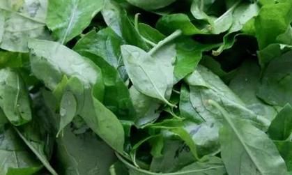 枸杞头炒鸡蛋怎么做_枸杞头炒鸡蛋的功效与禁忌-第1张图片-山城妙识