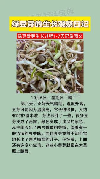 豆芽怎么种_豆芽生长周期几天-第3张图片-山城妙识