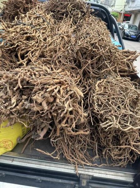 山胡椒根的功效与作用_山胡椒根怎么吃效果好-第3张图片-山城妙识