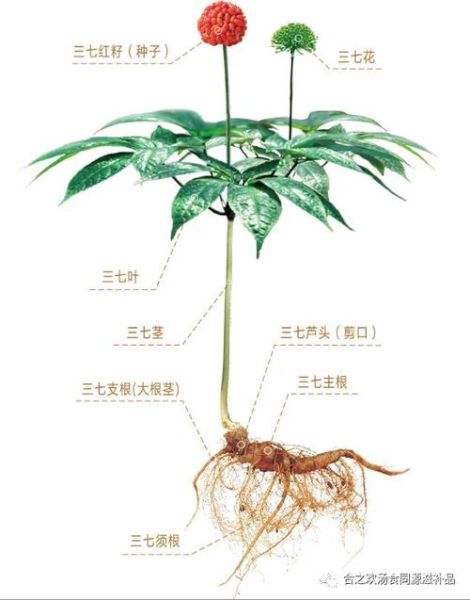 田七叶子长什么样_田七叶子图片怎么辨别真假-第2张图片-山城妙识