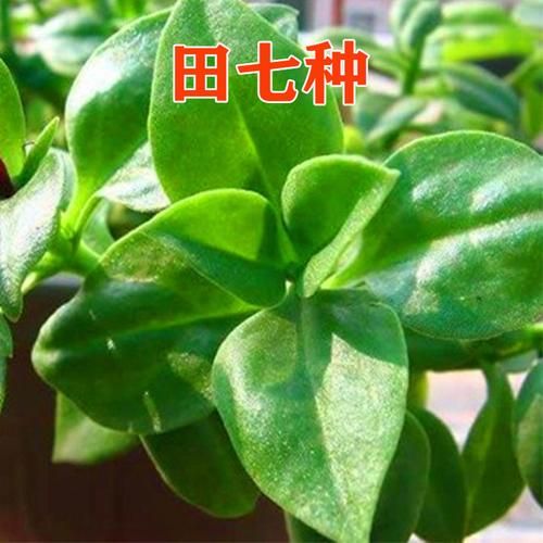 田七叶子长什么样_田七叶子图片怎么辨别真假-第3张图片-山城妙识