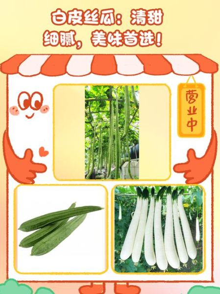 白丝瓜怎么挑选_白丝瓜的营养价值-第1张图片-山城妙识