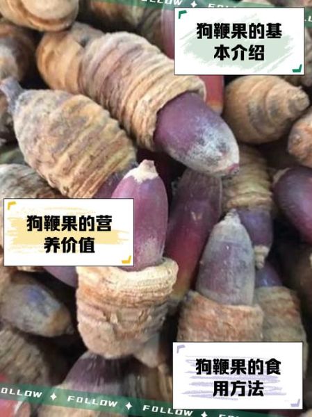 狗鞭的功效与作用怎么吃_狗鞭的正确吃法-第1张图片-山城妙识