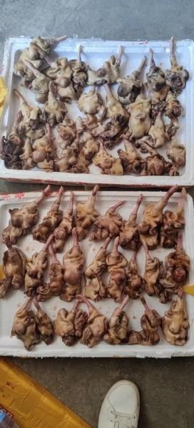 狗鞭的功效与作用怎么吃_狗鞭的正确吃法-第3张图片-山城妙识