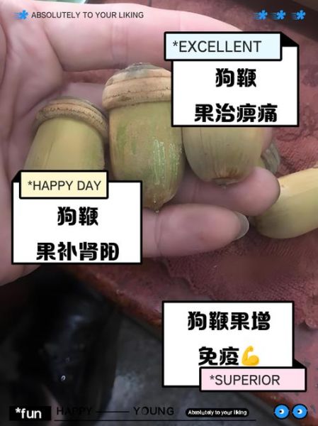 狗鞭的功效与作用怎么吃_狗鞭的正确吃法-第2张图片-山城妙识