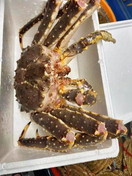 最大帝王蟹有多大_最大帝王蟹多少钱一斤-第1张图片-山城妙识