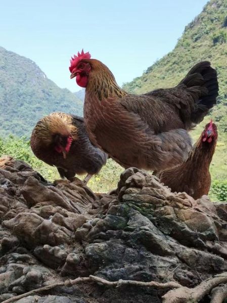 清远鸡是什么鸡_清远鸡产地在哪里-第1张图片-山城妙识