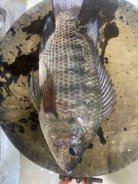 罗非鱼图片怎么拍好看_罗非鱼高清图片哪里找-第1张图片-山城妙识