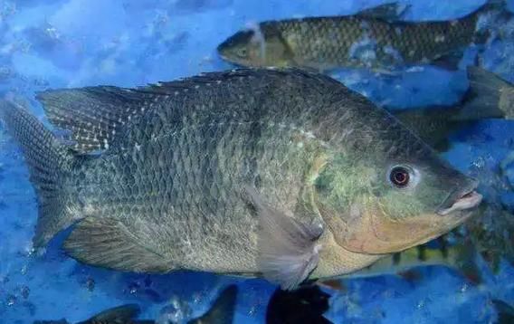 罗非鱼图片怎么拍好看_罗非鱼高清图片哪里找-第3张图片-山城妙识