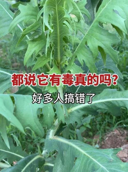 山莴苣与毒莴苣的区别_如何一眼辨别-第1张图片-山城妙识