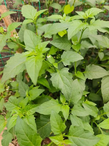 广西白花菜图片长什么样_广西白花菜功效与作用-第1张图片-山城妙识