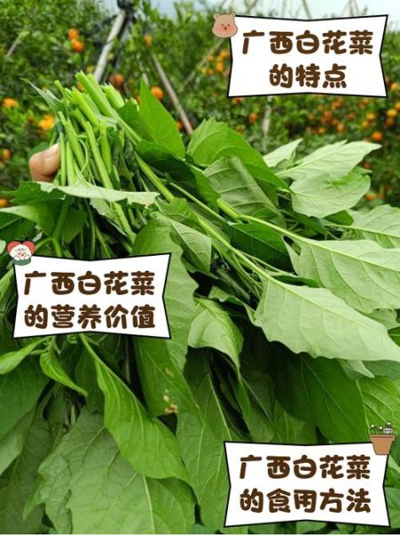 广西白花菜图片长什么样_广西白花菜功效与作用-第2张图片-山城妙识