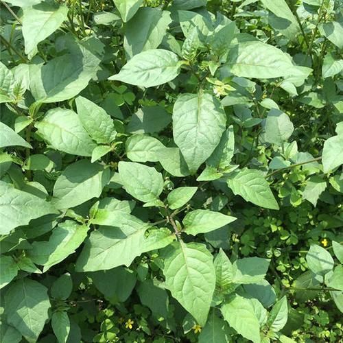 广西白花菜图片长什么样_广西白花菜功效与作用-第3张图片-山城妙识