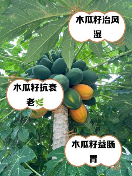 木瓜籽能吃吗_木瓜籽怎么吃-第1张图片-山城妙识 木瓜籽能吃吗_木瓜籽怎么吃-第1张图片-山城妙识