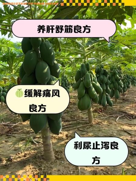 木瓜籽能吃吗_木瓜籽怎么吃-第3张图片-山城妙识 木瓜籽能吃吗_木瓜籽怎么吃-第3张图片-山城妙识