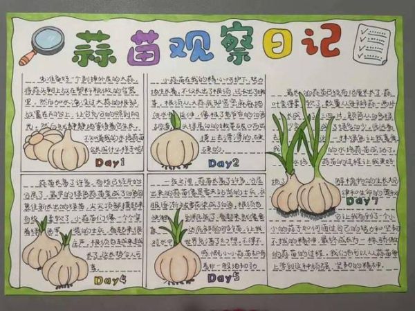 蒜苗怎么种_蒜苗种植方法视频-第2张图片-山城妙识 蒜苗怎么种_蒜苗种植方法视频-第2张图片-山城妙识