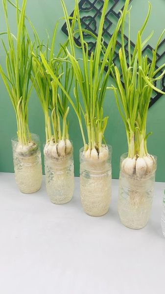 蒜苗怎么种_蒜苗种植方法视频-第3张图片-山城妙识 蒜苗怎么种_蒜苗种植方法视频-第3张图片-山城妙识